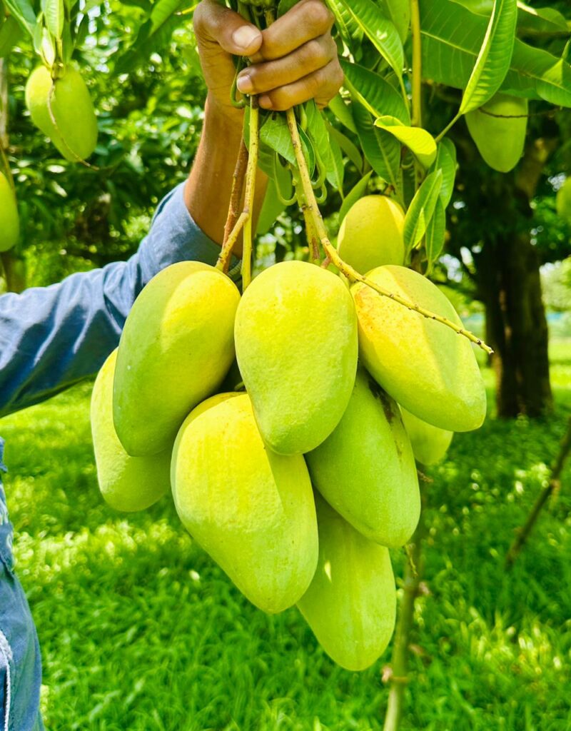 Mango – Sera Khabar